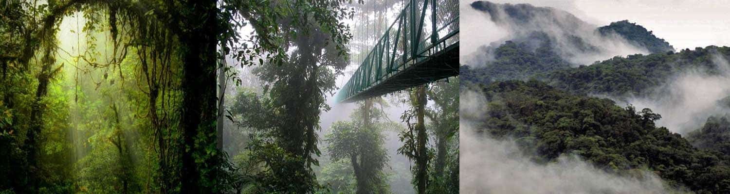 Costa Rica Jungle Guide - Including the Cloud Forest